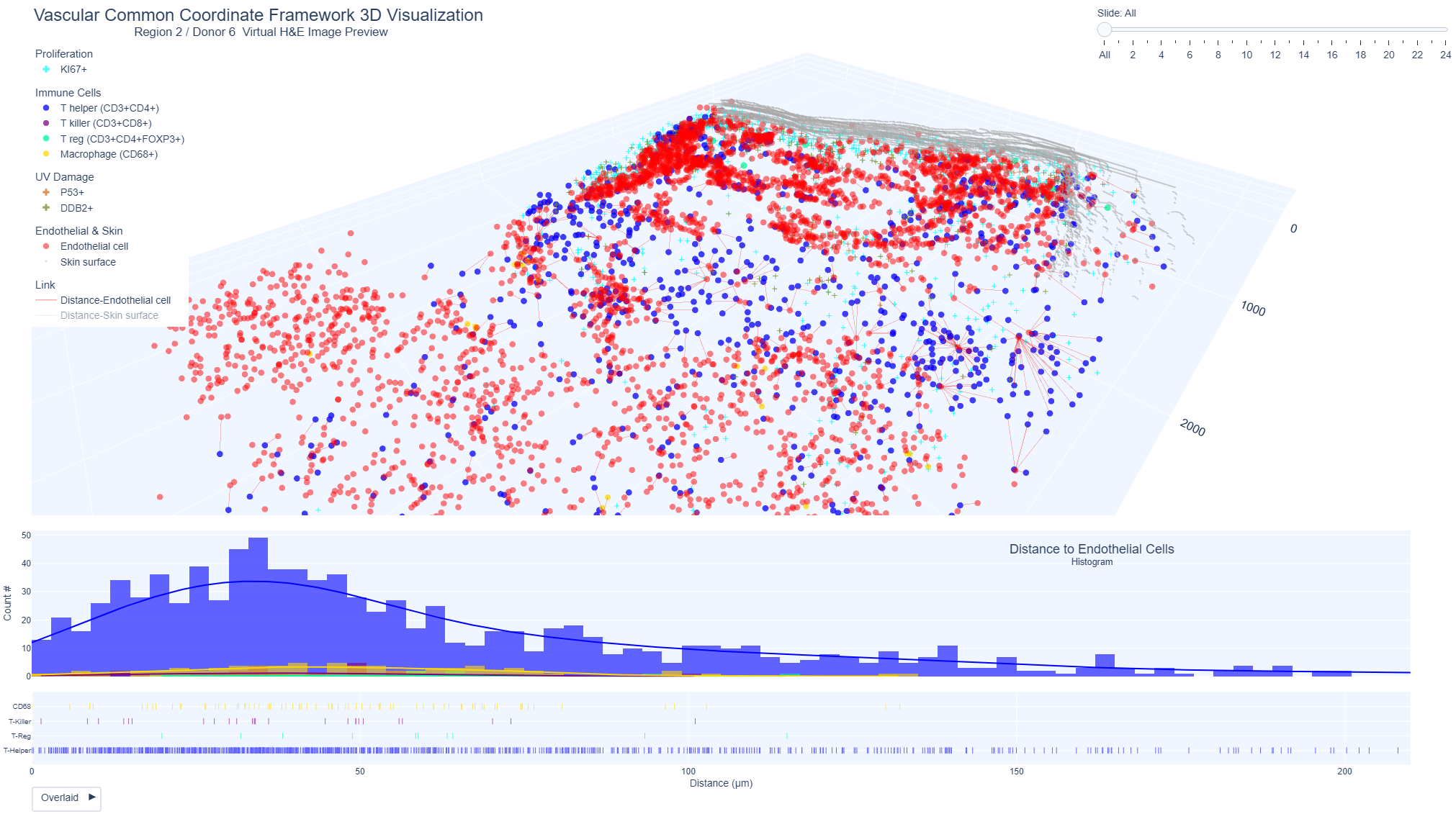 Vasculature CCF Visualization